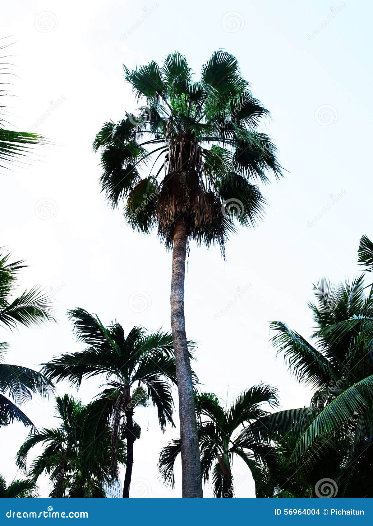 Fan palms stock photo. Image of leaves, stem, fountain - 56964004