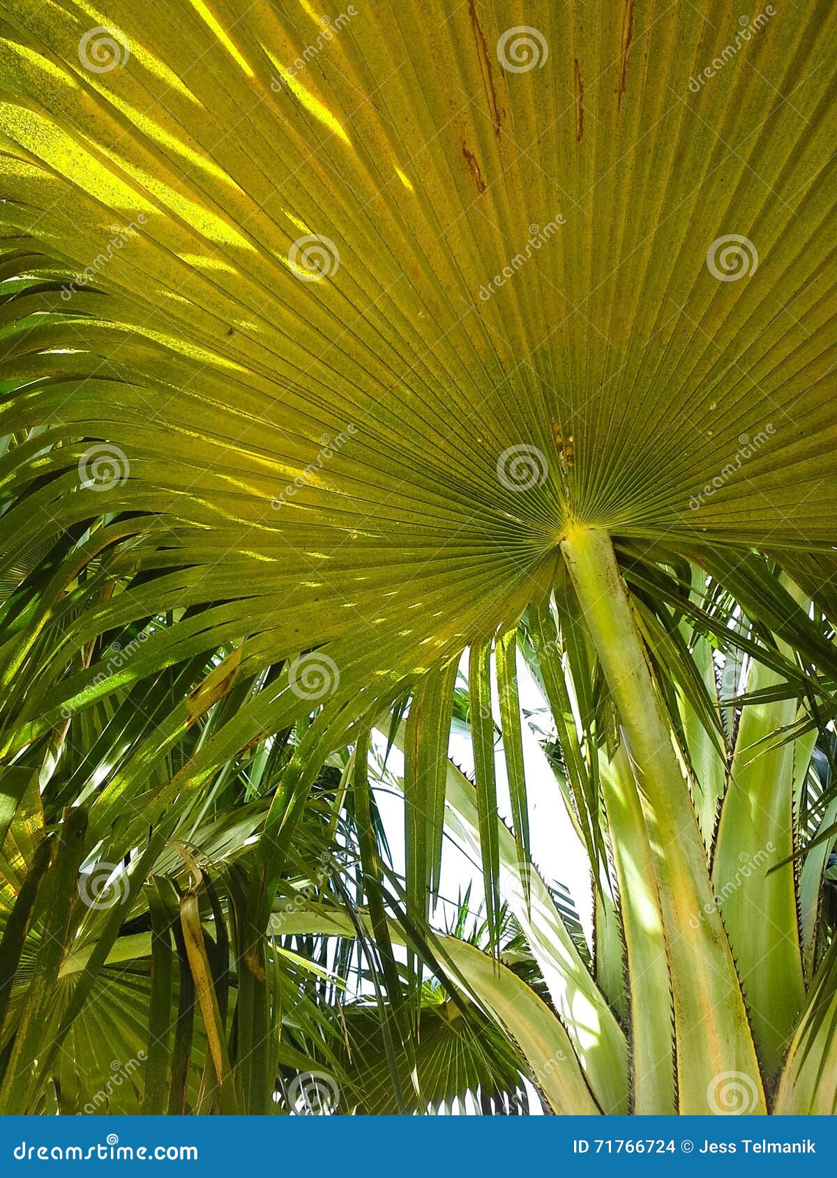 Fan palms stock photo. Image of tropical, florida, nature - 71766724