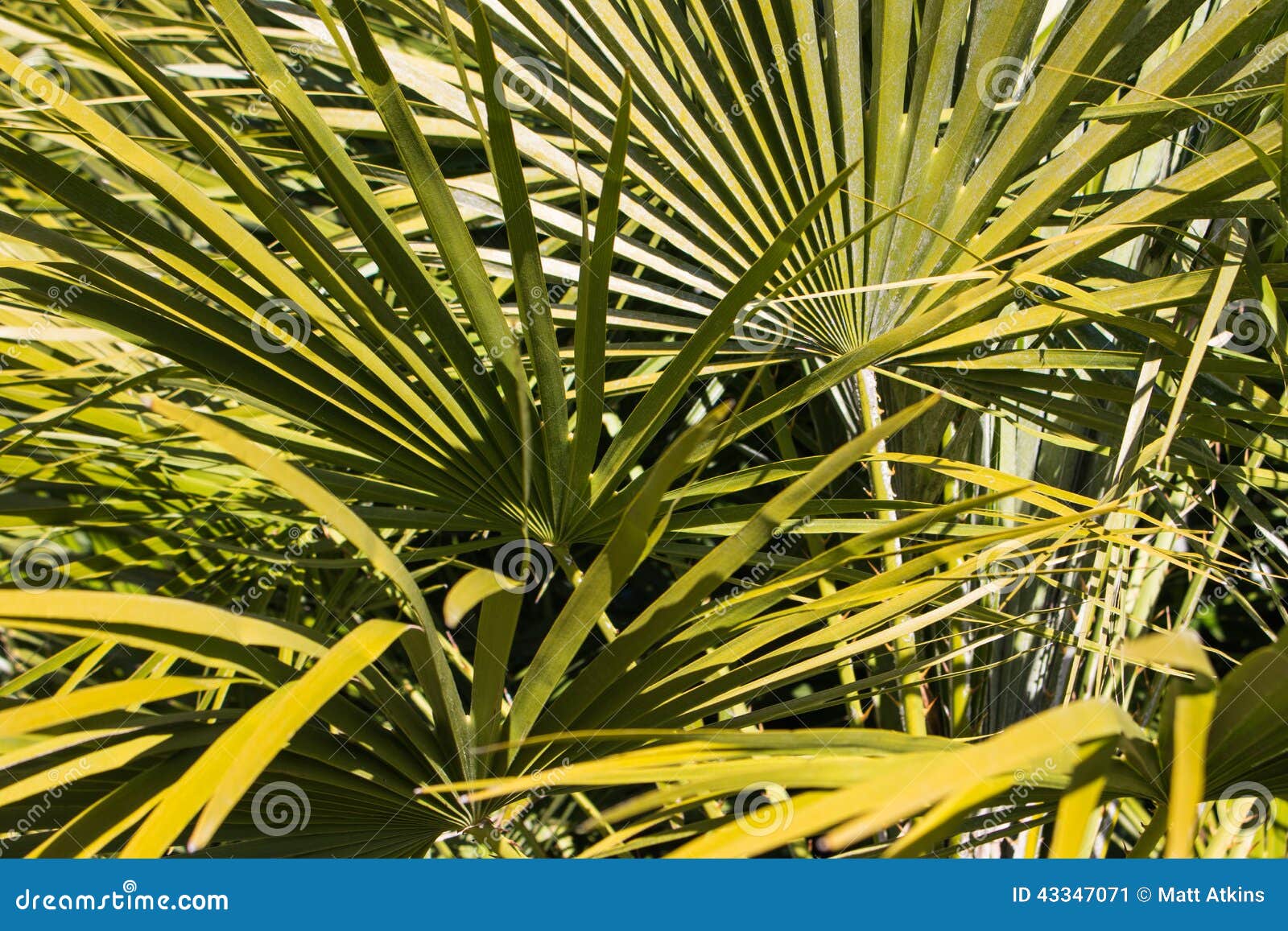Fan plant stock image. Image of like, tiny, self, green - 43347071