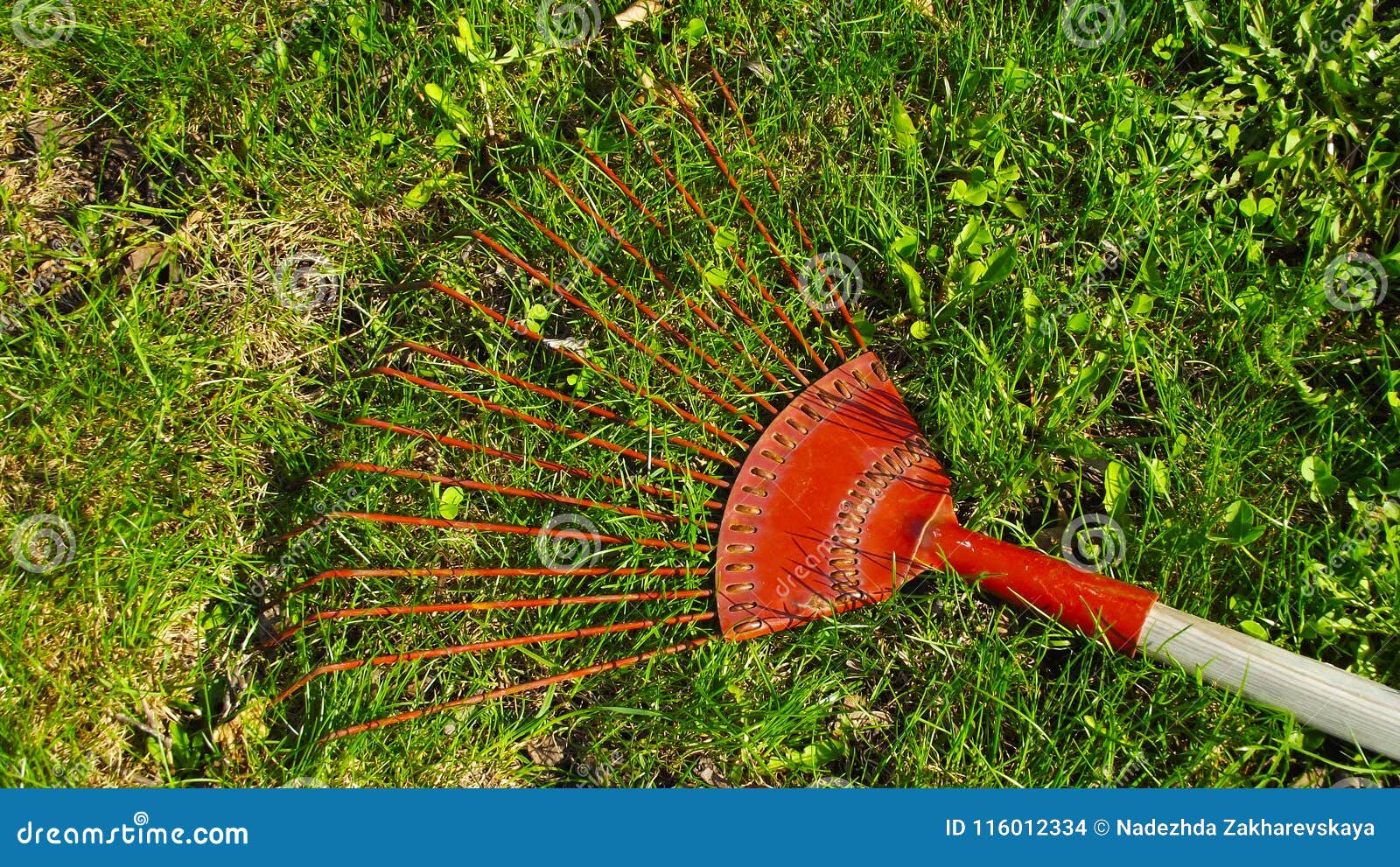 Fan rake. stock photo. Image of green, season, clean - 116012334