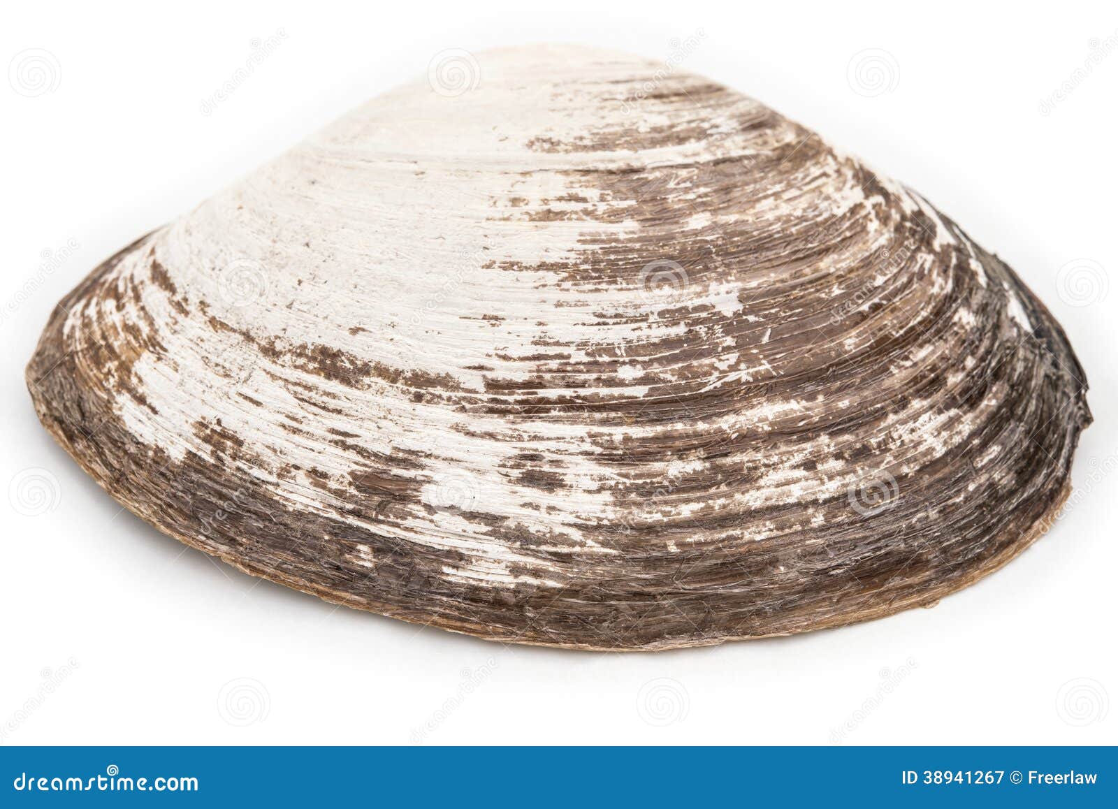 Fan scallop stock image. Image of object, striped, mussel - 38941267