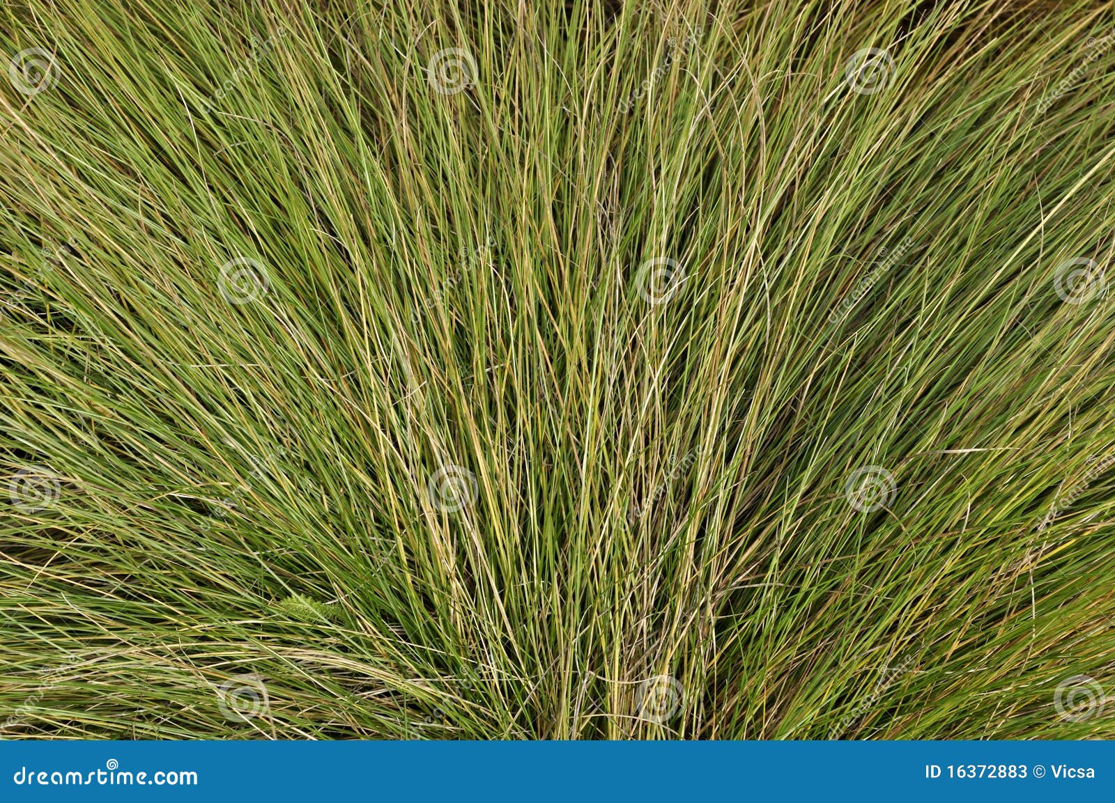 Fan-shaped Green Grass Background Stock Image - Image of herb, field ...