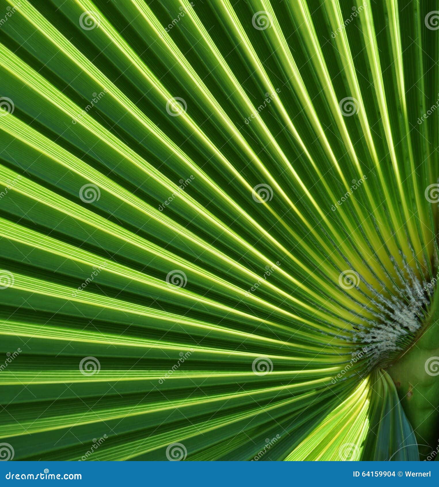 Fan shaped Palm leaf stock photo. Image of shaped, evergreen - 64159904