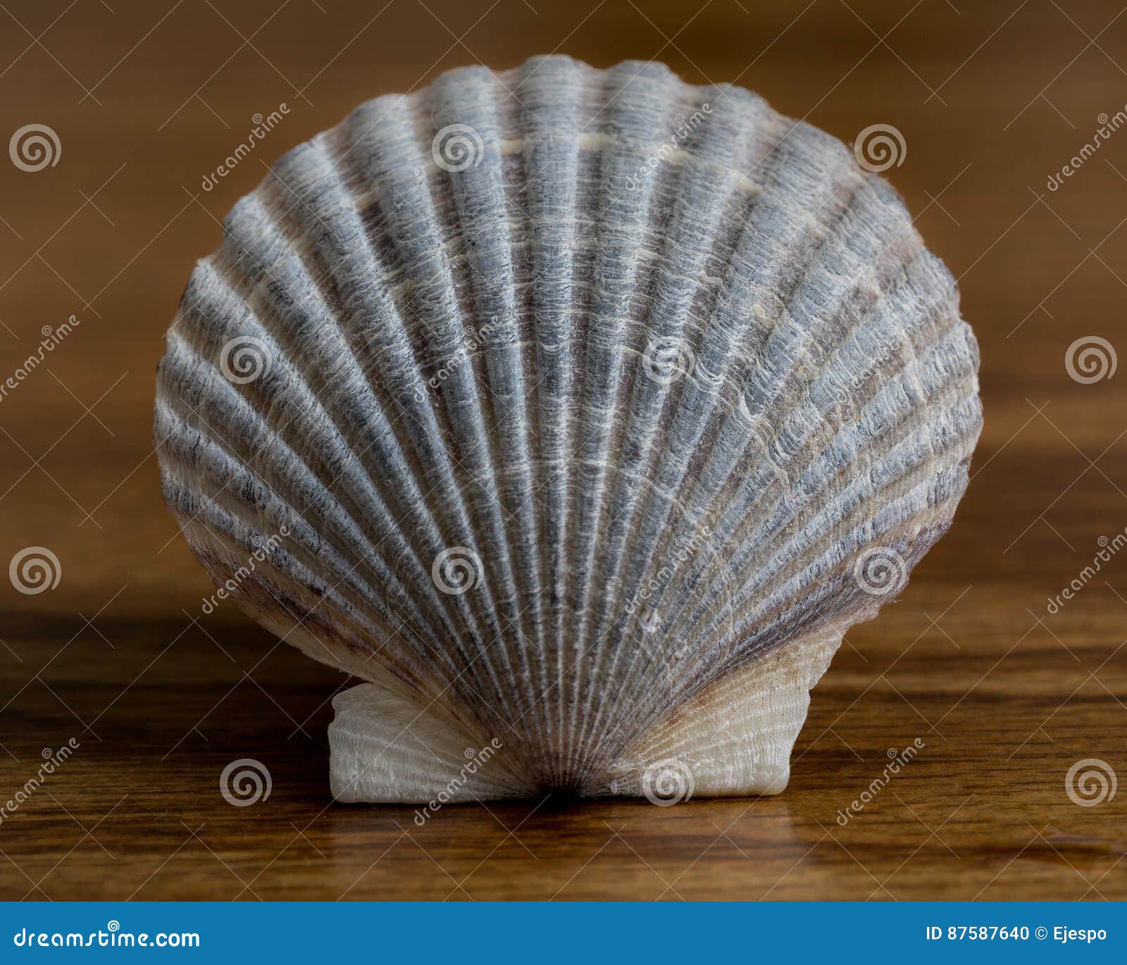 Fan Shell stock photo. Image of close, shell, alone, wood - 87587640