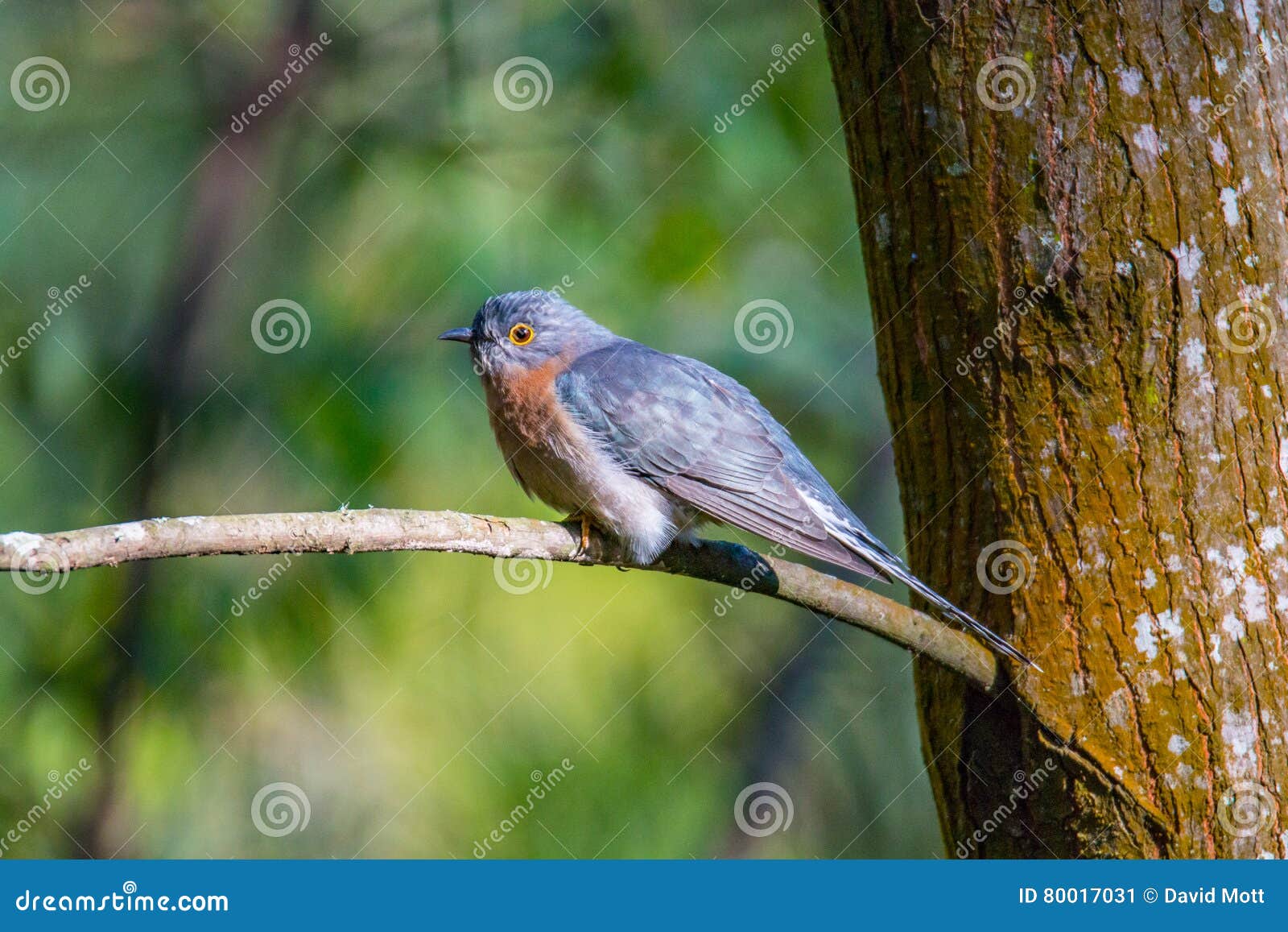 A Fan Tailed Cuckoo stock image. Image of wild, grose - 80017031