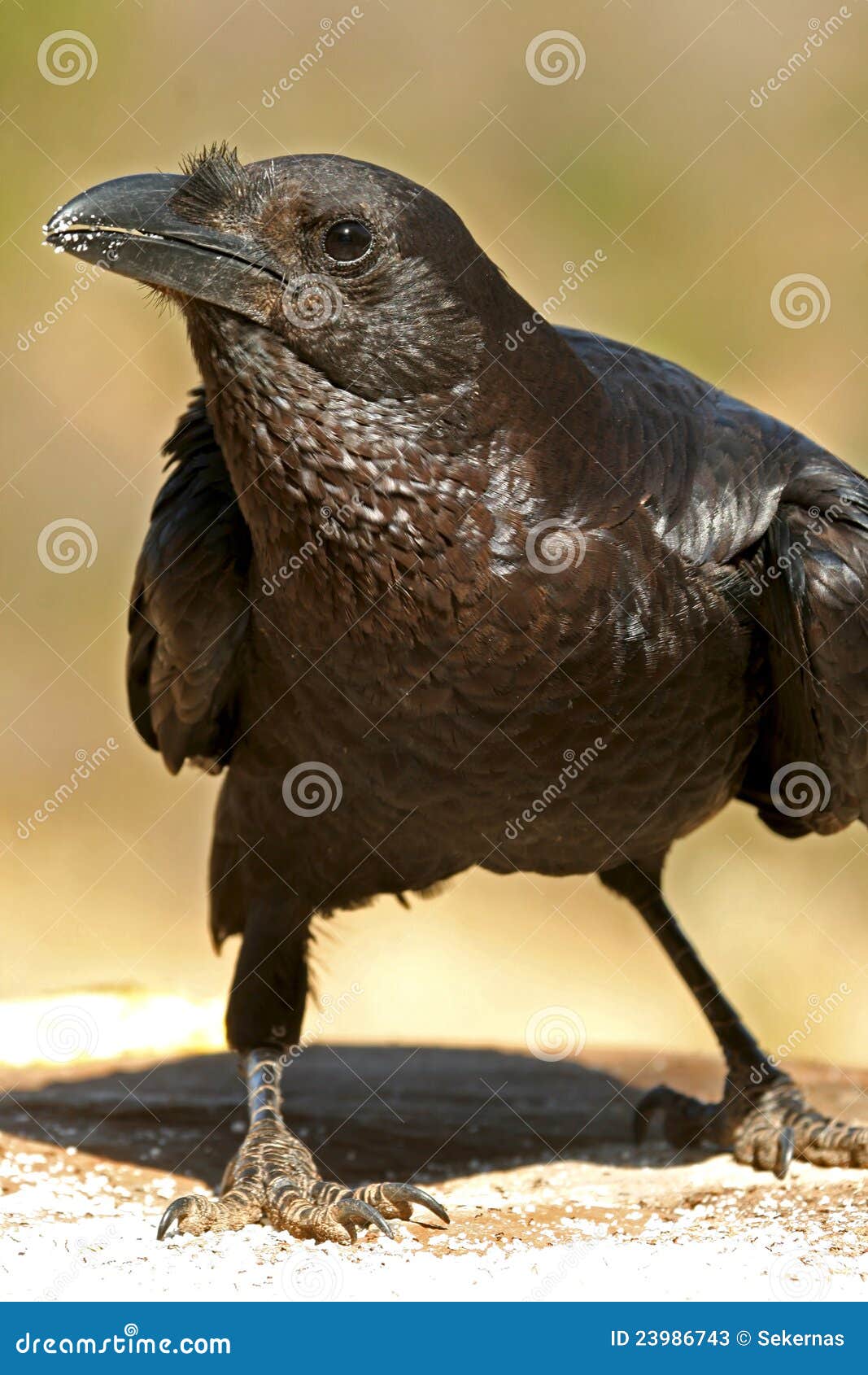 Fan-tailed raven stock image. Image of wildlife, tailed - 23986743