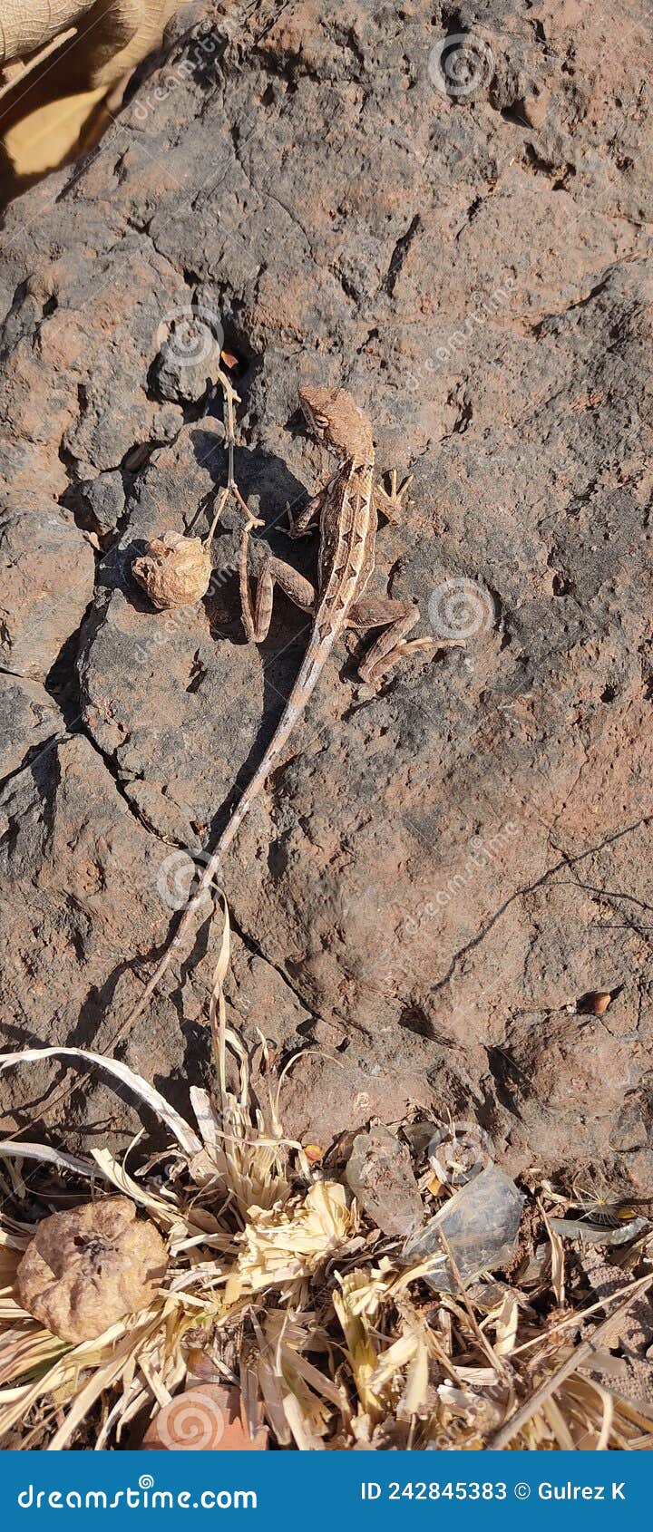 Fan Throated Lizard stock image. Image of grounds, life - 242845383