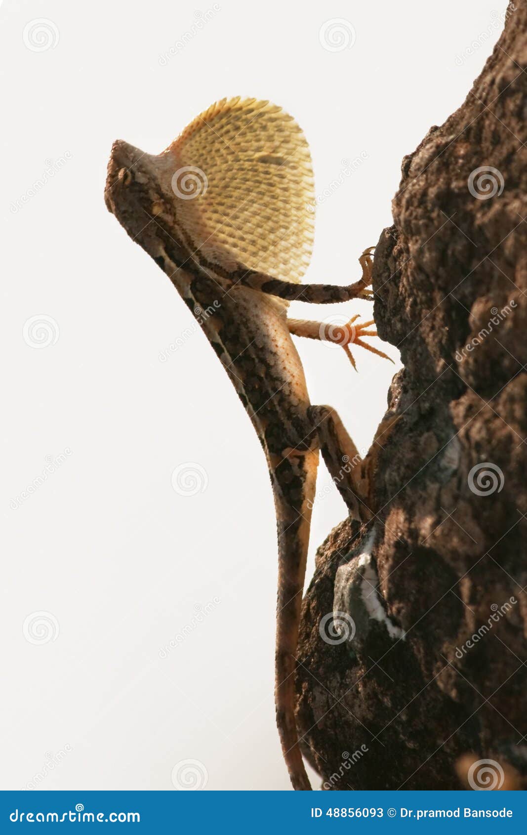 Fan throated lizard stock image. Image of display, deccan - 48856093