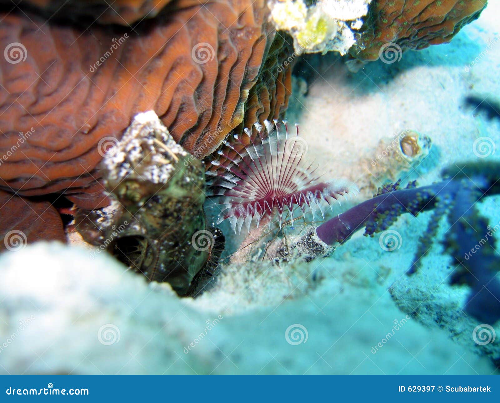 Fan worm and arrow crab stock image. Image of coral, christmas - 629397
