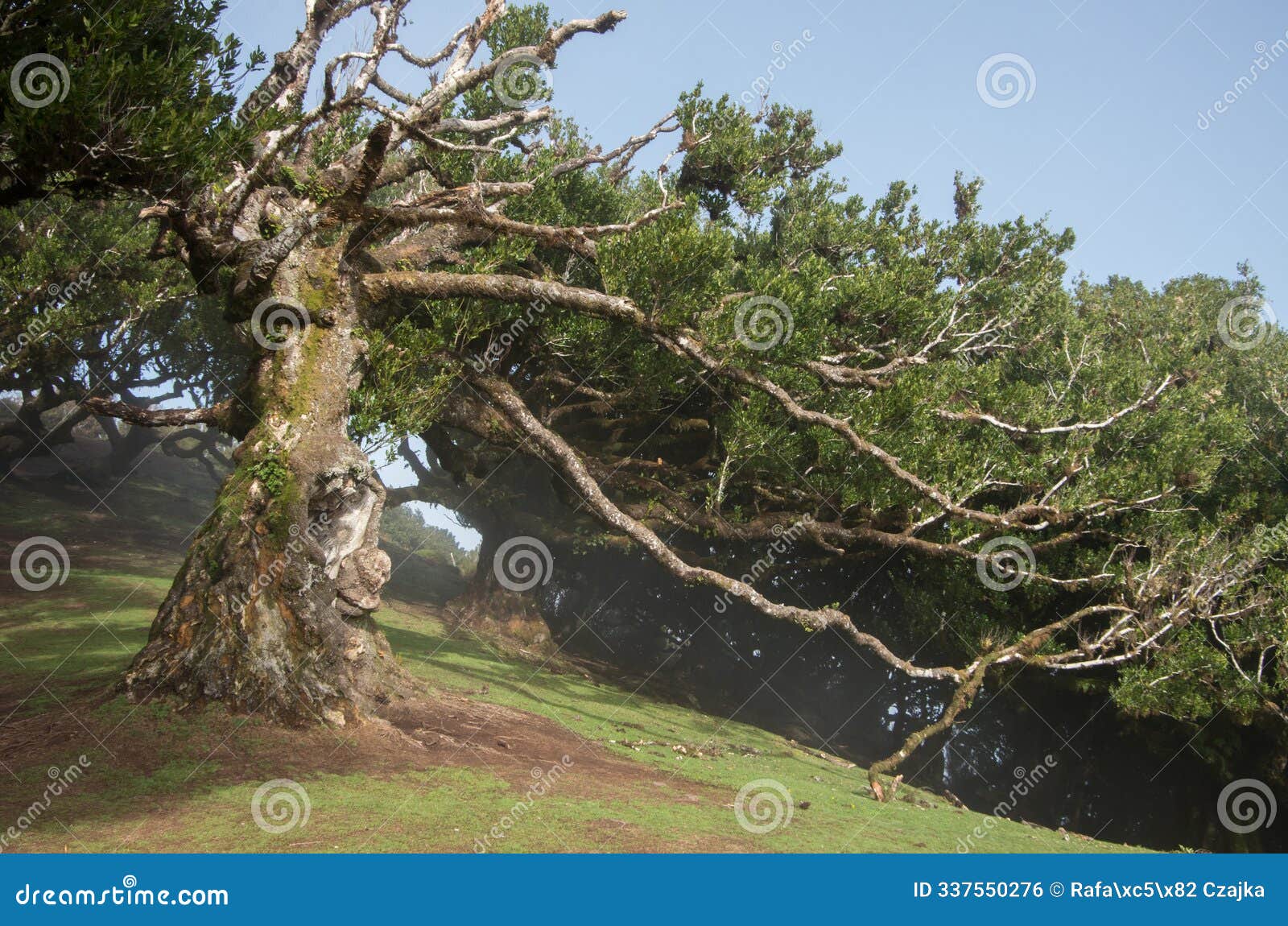Amazing Tree from Fanal Forest.. Stock Photo - Image of fanal, green ...