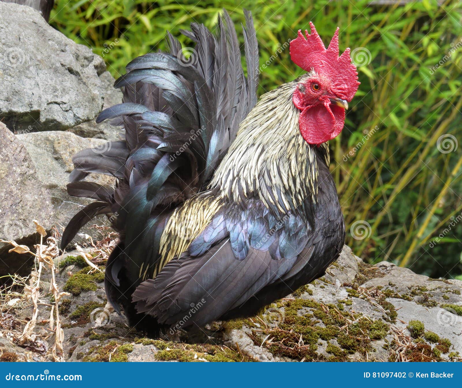 Fancy Bantam rooster stock photo. Image of domestic, outside - 81097402
