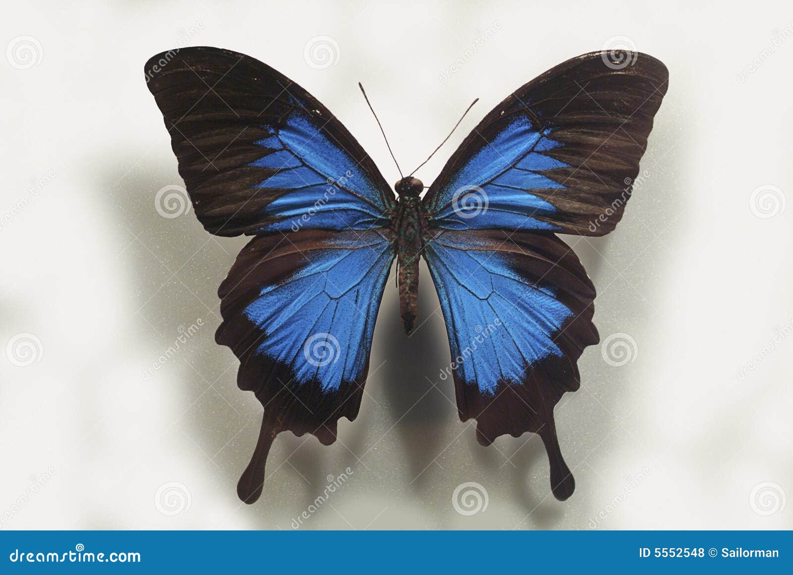 Fancy Blue Guppy Fish Aquarium Fish Male Poecilia Reticulata Colorful ...