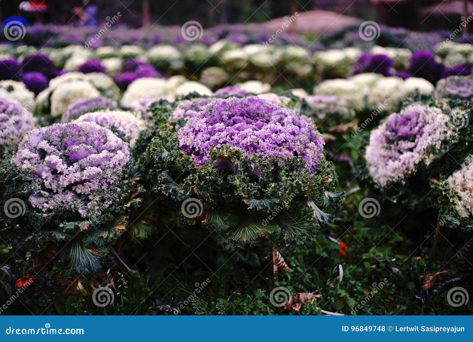 Fancy Cabbage for Decoration Stock Photo - Image of garden, vegetable ...