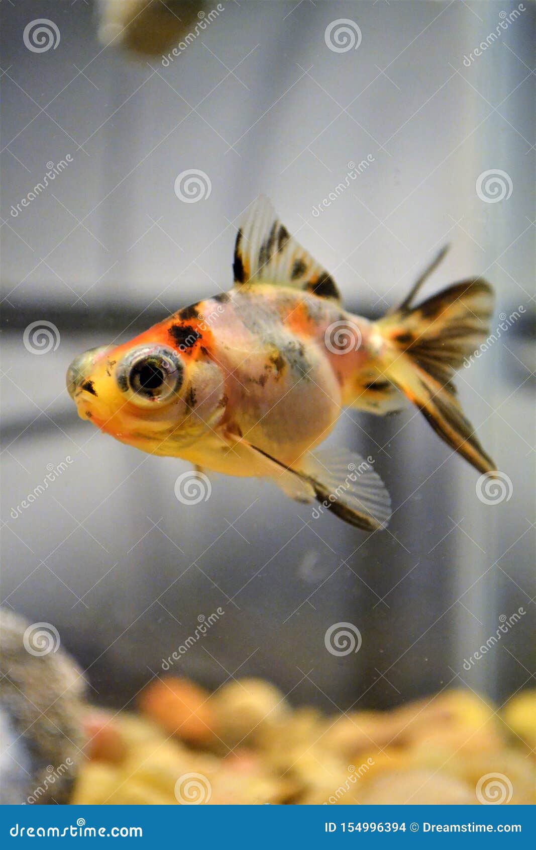 Calico Goldfish In A Blue Background Royalty-Free Stock Photography ...