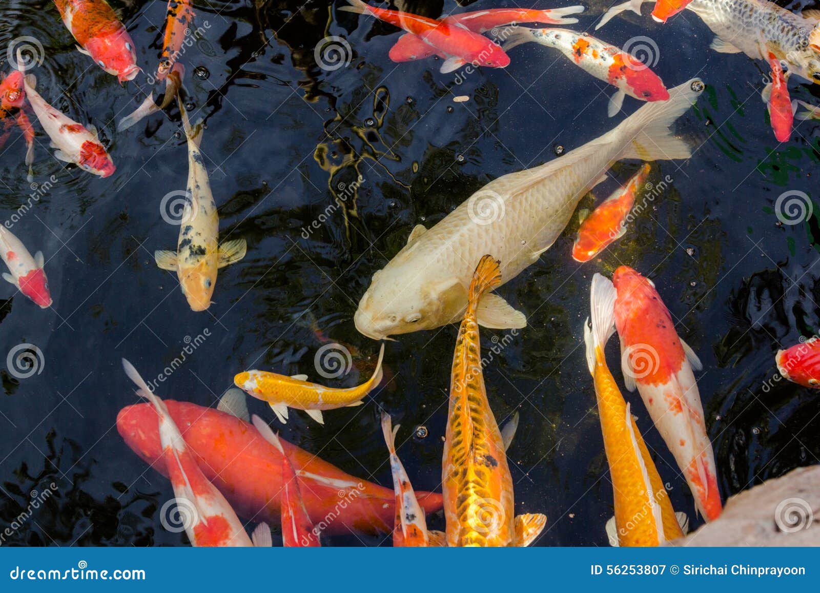 Fancy Carp stock image. Image of underwater, close, carp - 56253807