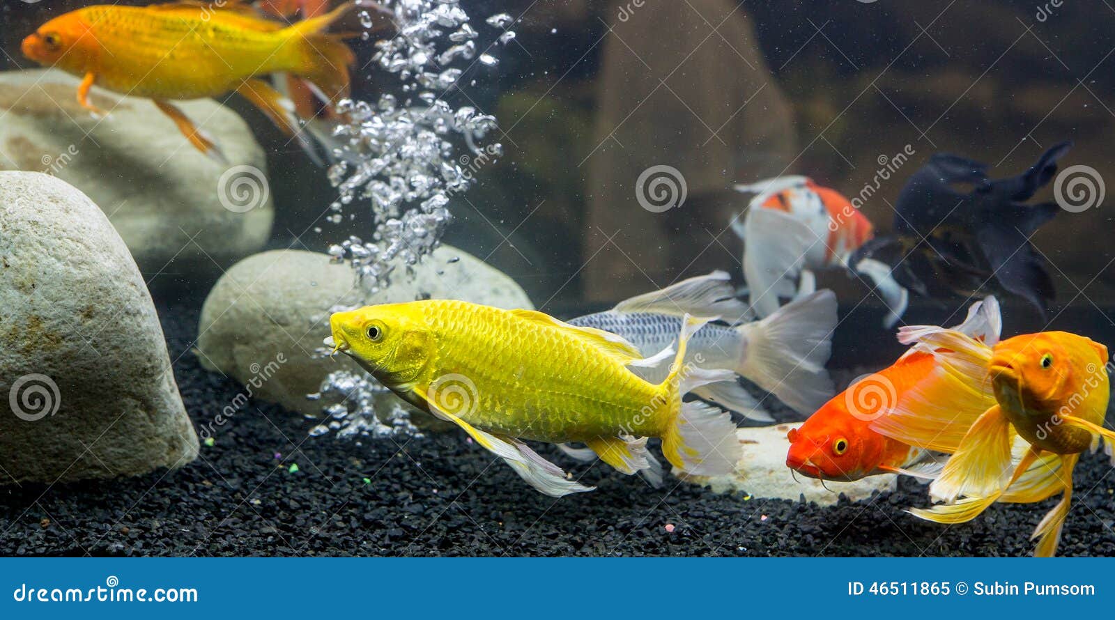 Fancy carp fish stock image. Image of aquatic, color - 46511865
