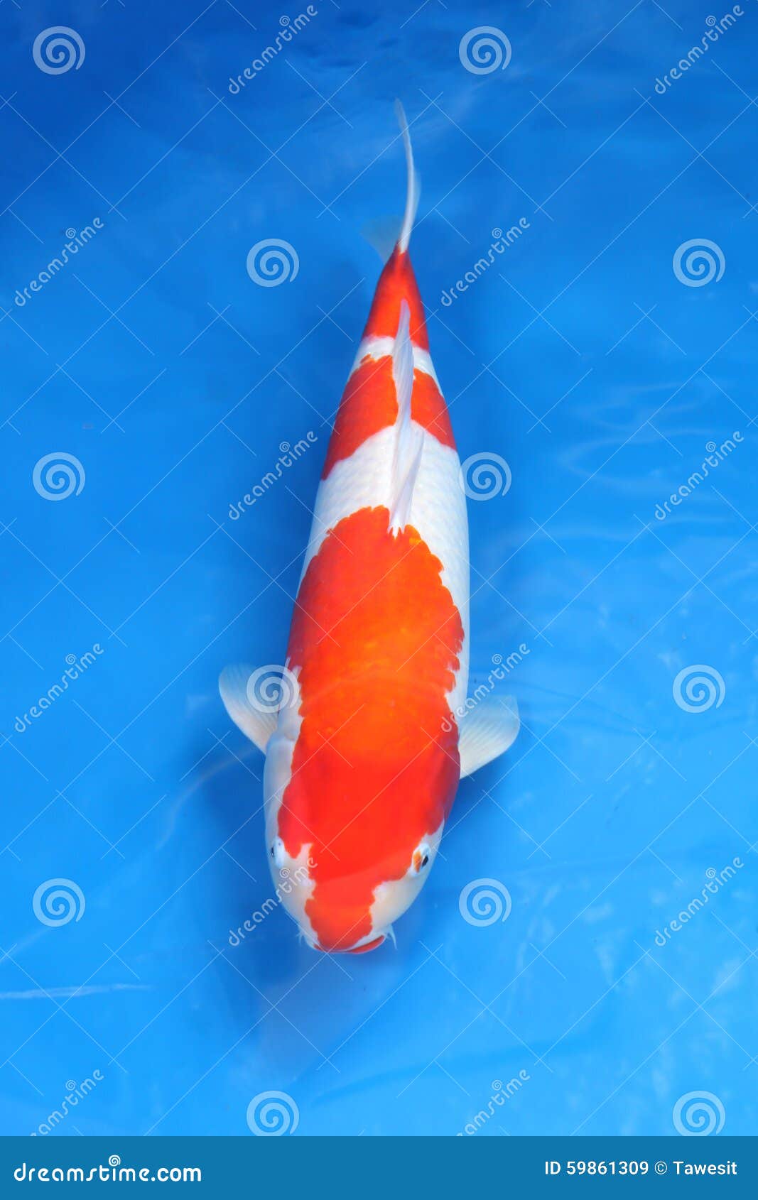 Fancy carp fish in chamber stock image. Image of pool - 59861309
