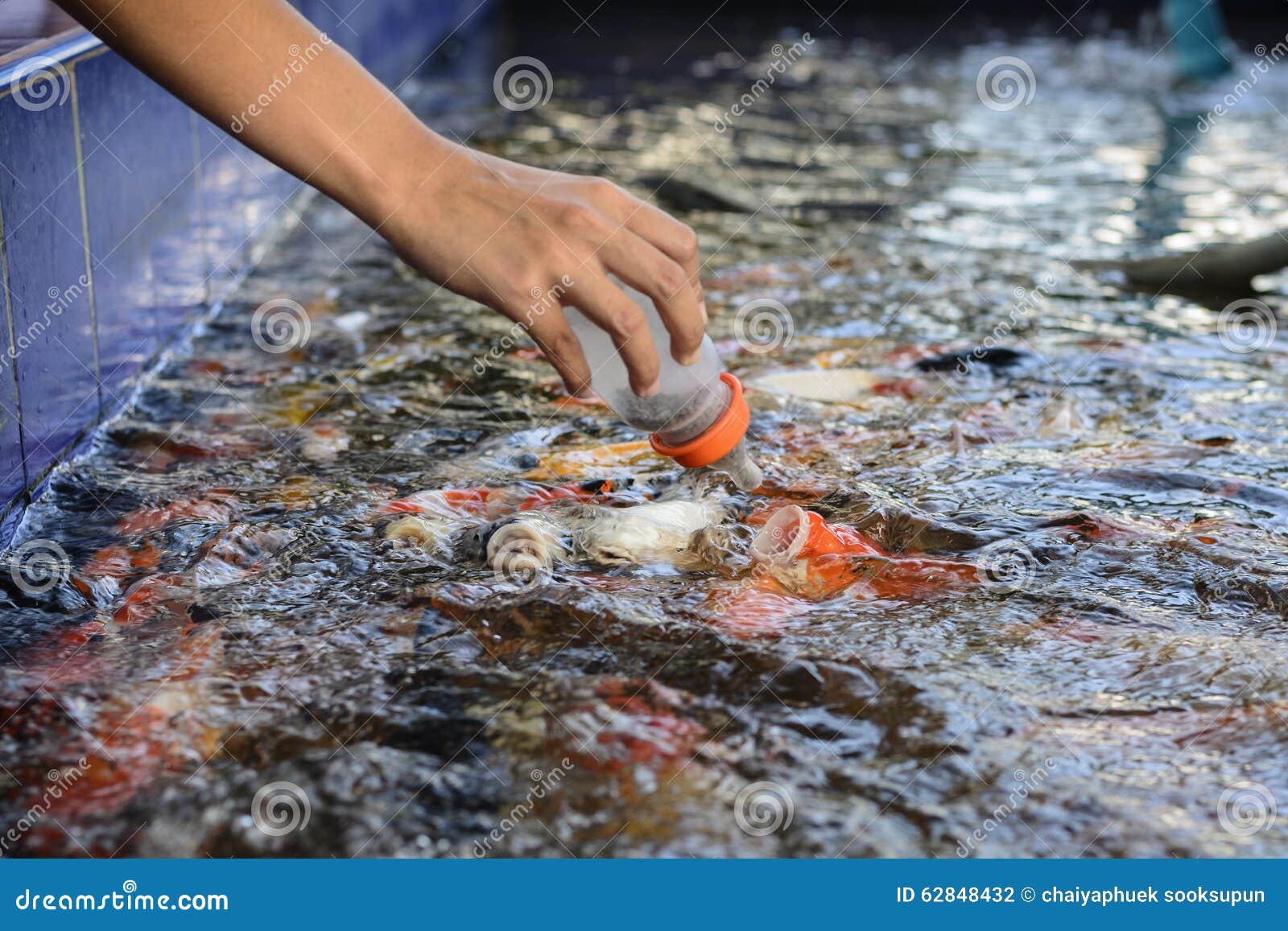 Fancy Carp Fish,Feeding Carp Stock Photo - Image of ripple, beautiful ...