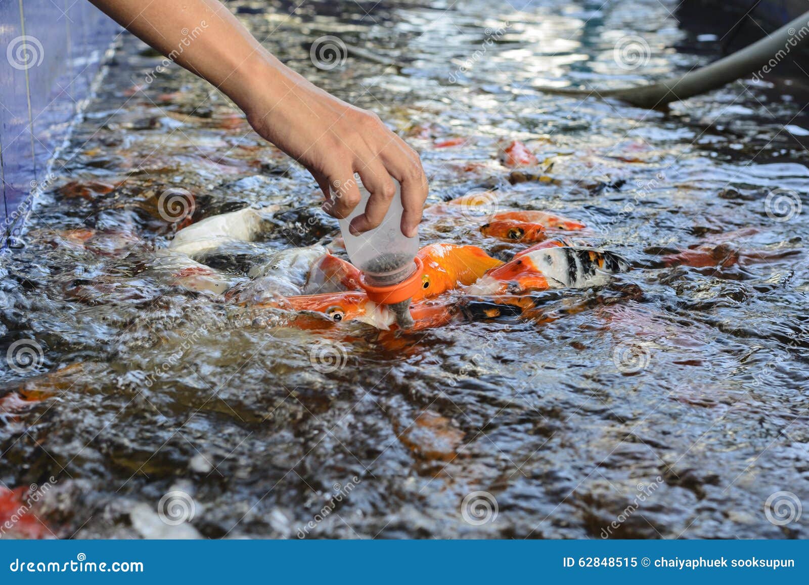 Fancy Carp Fish,Feeding Carp Stock Image - Image of ripple, swim: 62848515
