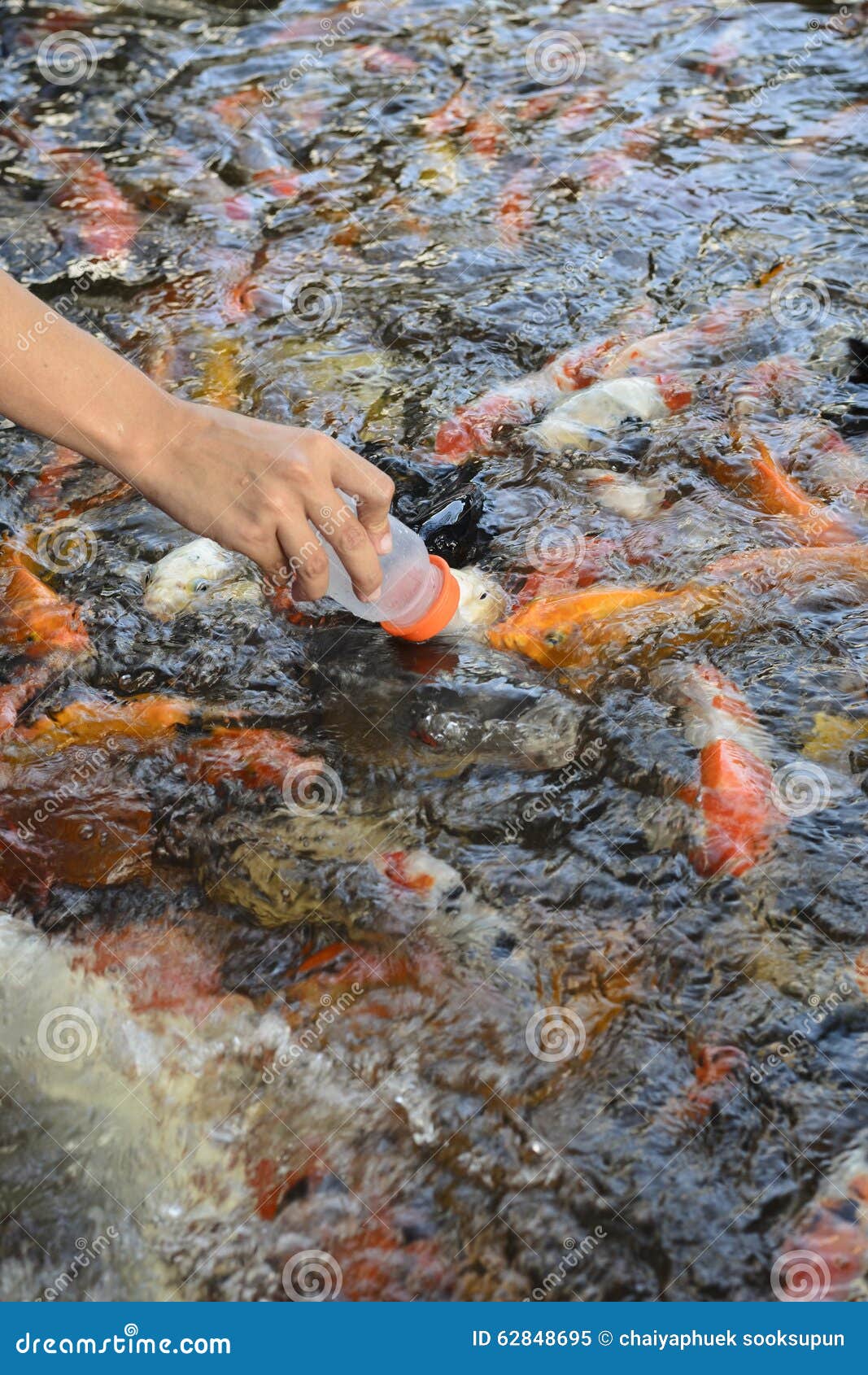 Fancy Carp Fish,Feeding Carp Stock Image - Image of natural, motion ...
