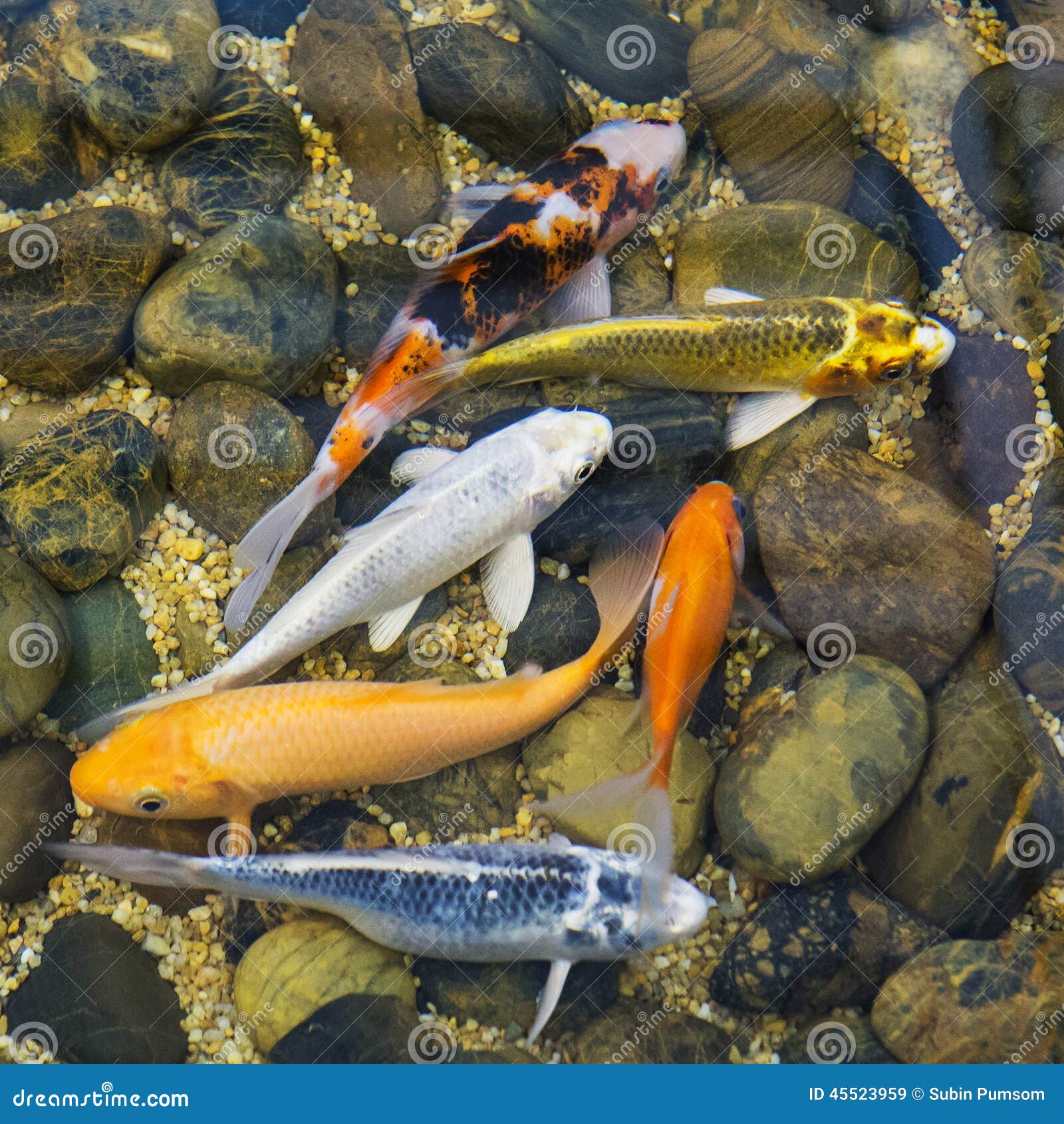 Fancy carp fish stock image. Image of japan, pool, beautiful - 45523959