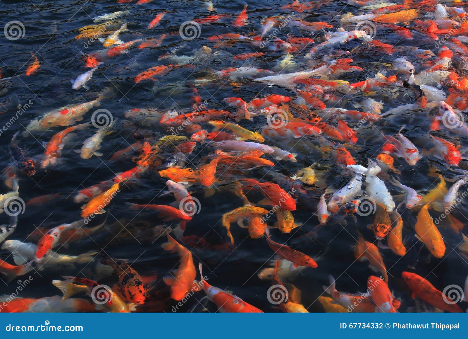 Fancy carp fish stock photo. Image of environment, travel - 67734332