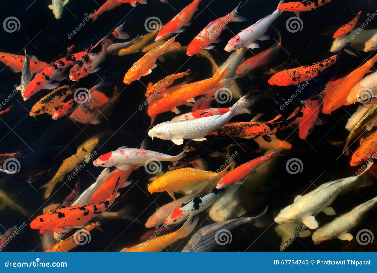 Fancy carp fish stock image. Image of asian, traditional - 67734745