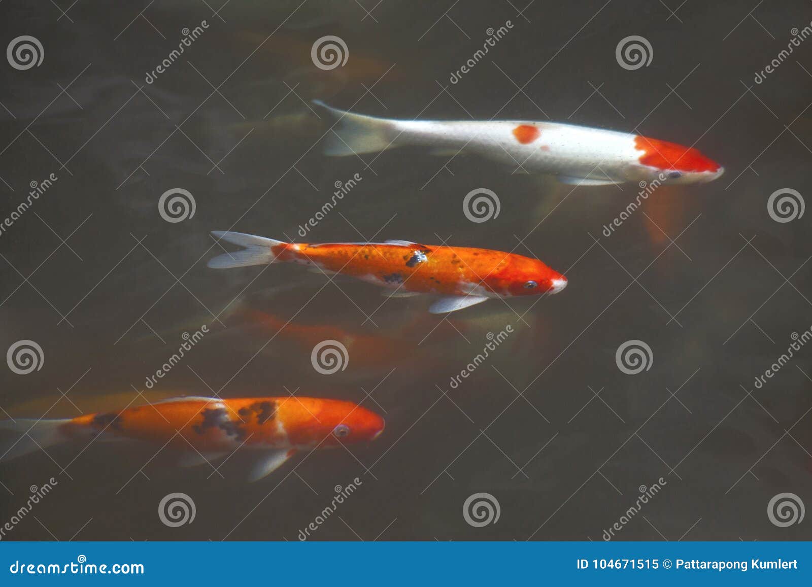 Fancy Carp Fish or Koi Fish / Black , Orange, White , Red Stock Image ...