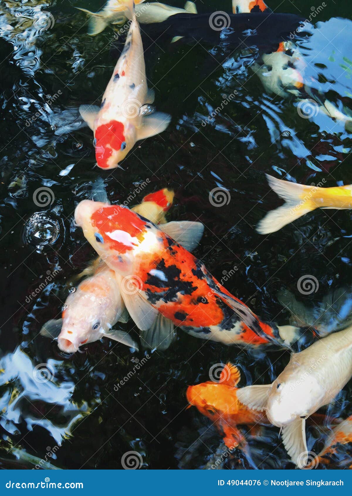 Fancy carp stock photo. Image of fancy, colorful, carp - 49044076