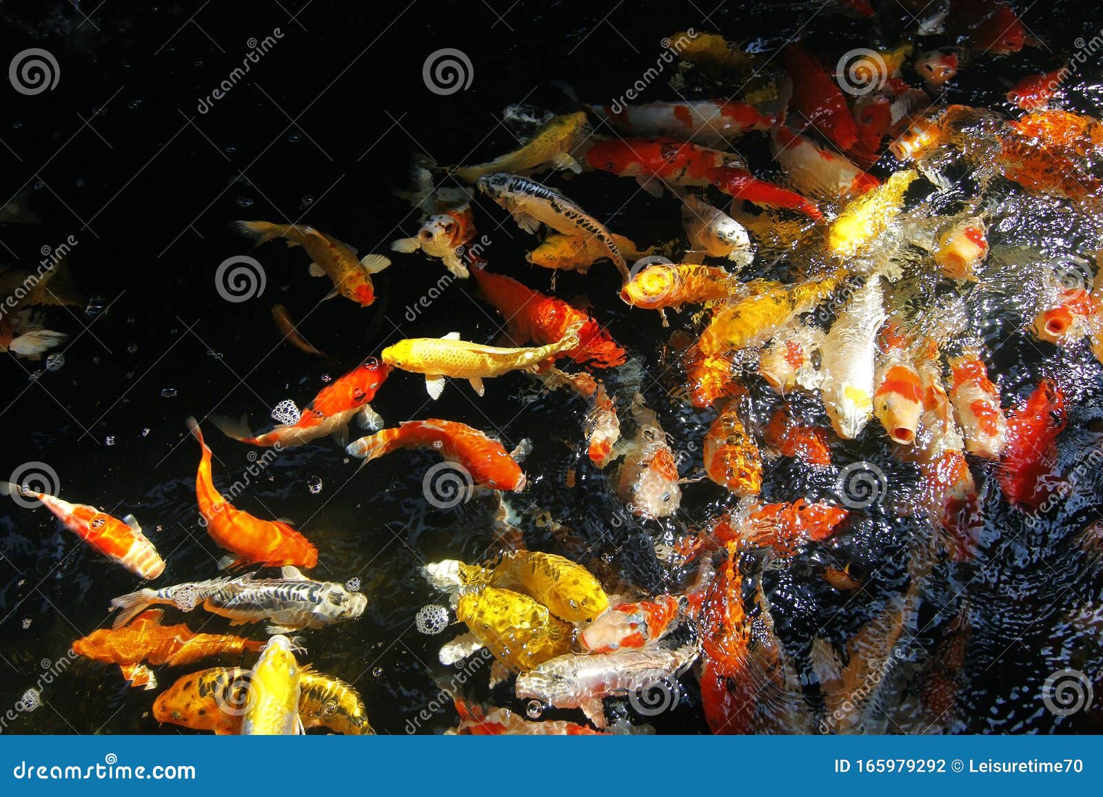 Fancy Carp or Koi Fish in Aquarium Stock Photo - Image of pond, small ...