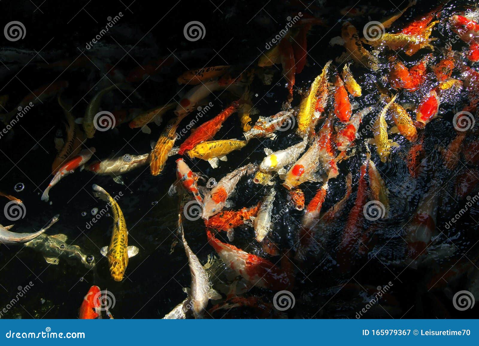 Fancy Carp or Koi Fish in Aquarium Stock Image - Image of aquarium ...