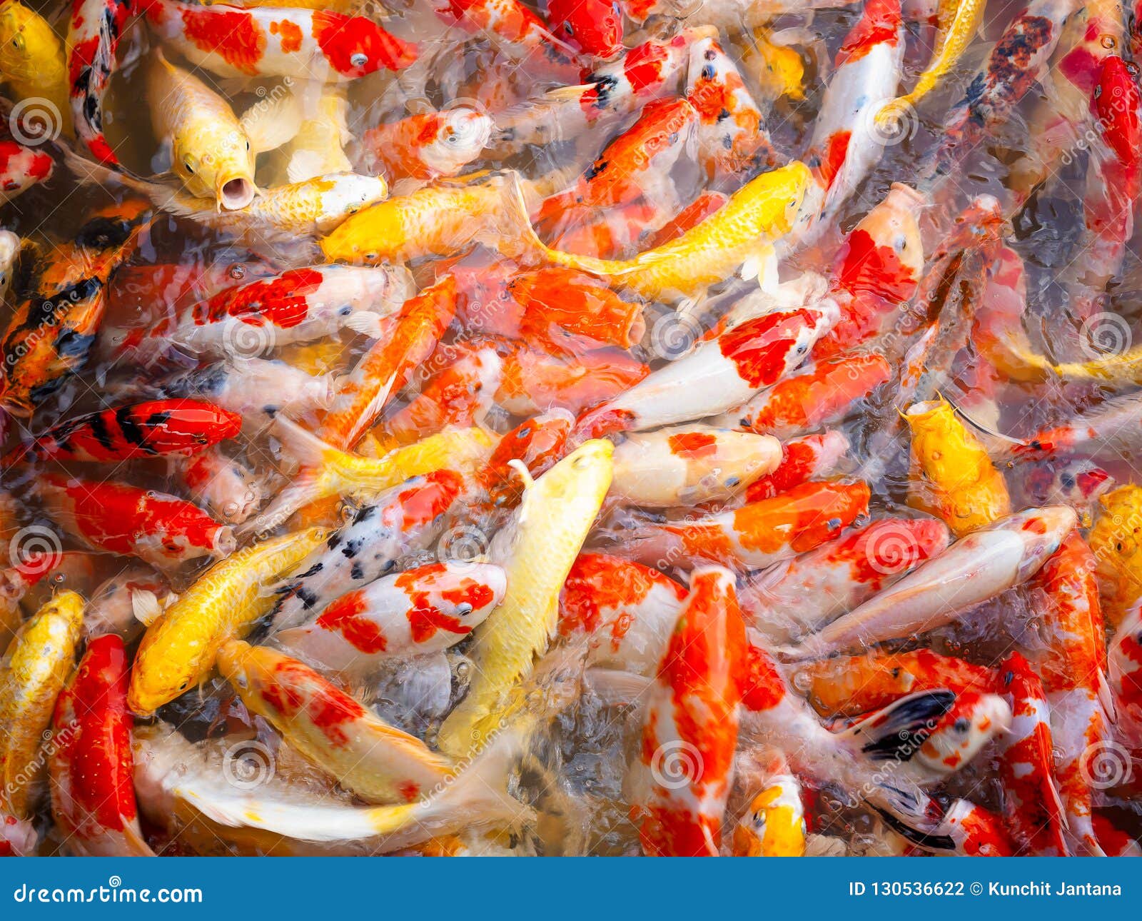 Fancy carp or Koi fish. stock photo. Image of nature - 130536622