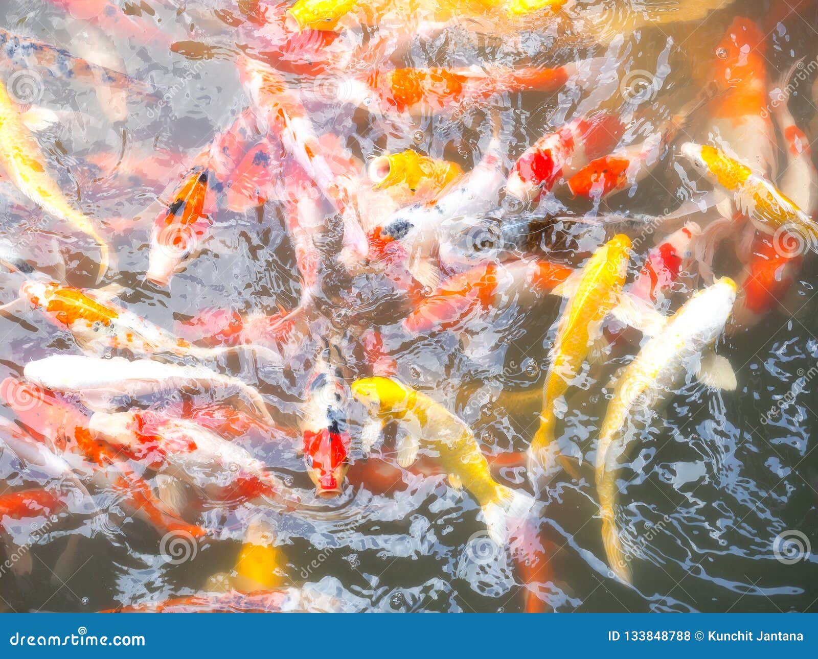 Fancy carp or Koi fish stock photo. Image of garden - 133848788