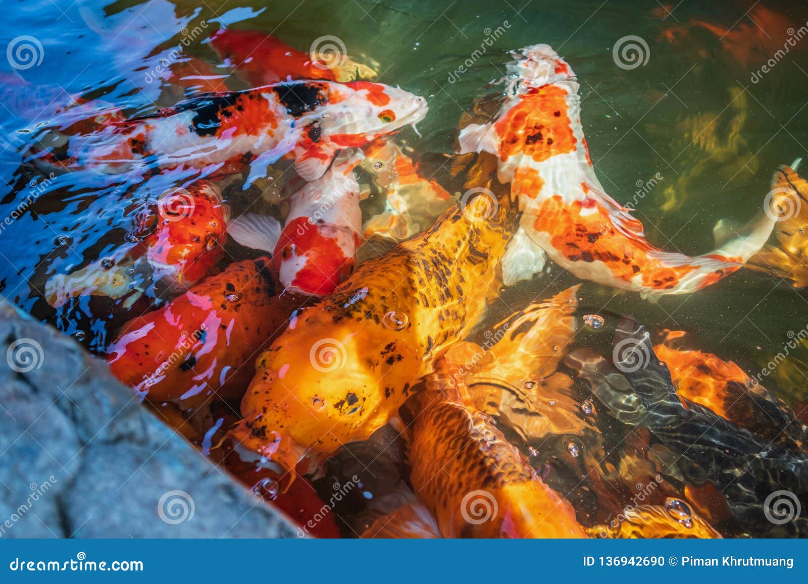 Fancy Carp Koi Fish in Pond Stock Photo - Image of carps, japan: 136942690