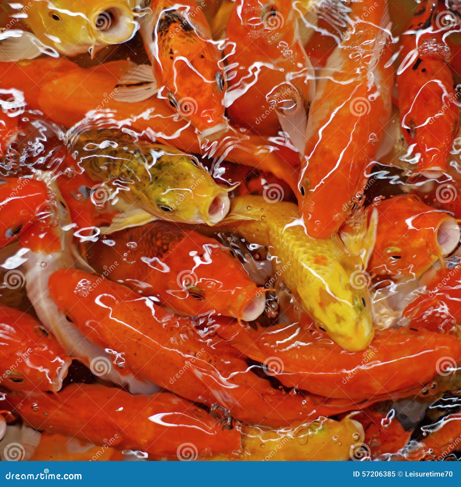 Fancy carp or koi fish stock image. Image of tail, nature - 57206385