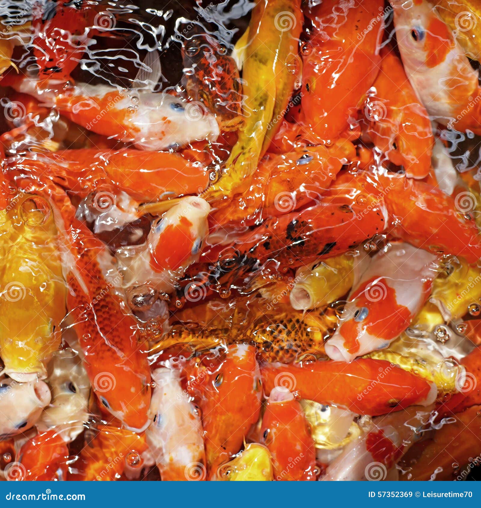 Fancy carp or koi fish stock image. Image of carp, fins - 57352369