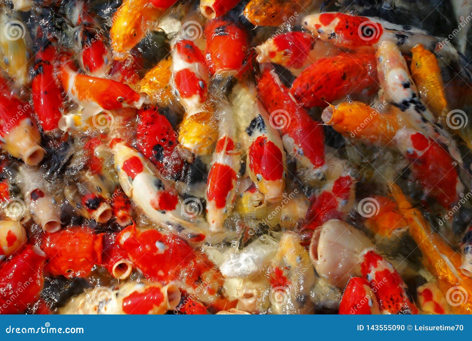 Fancy Carp or Koi Fish in Pond Stock Photo - Image of underwater ...