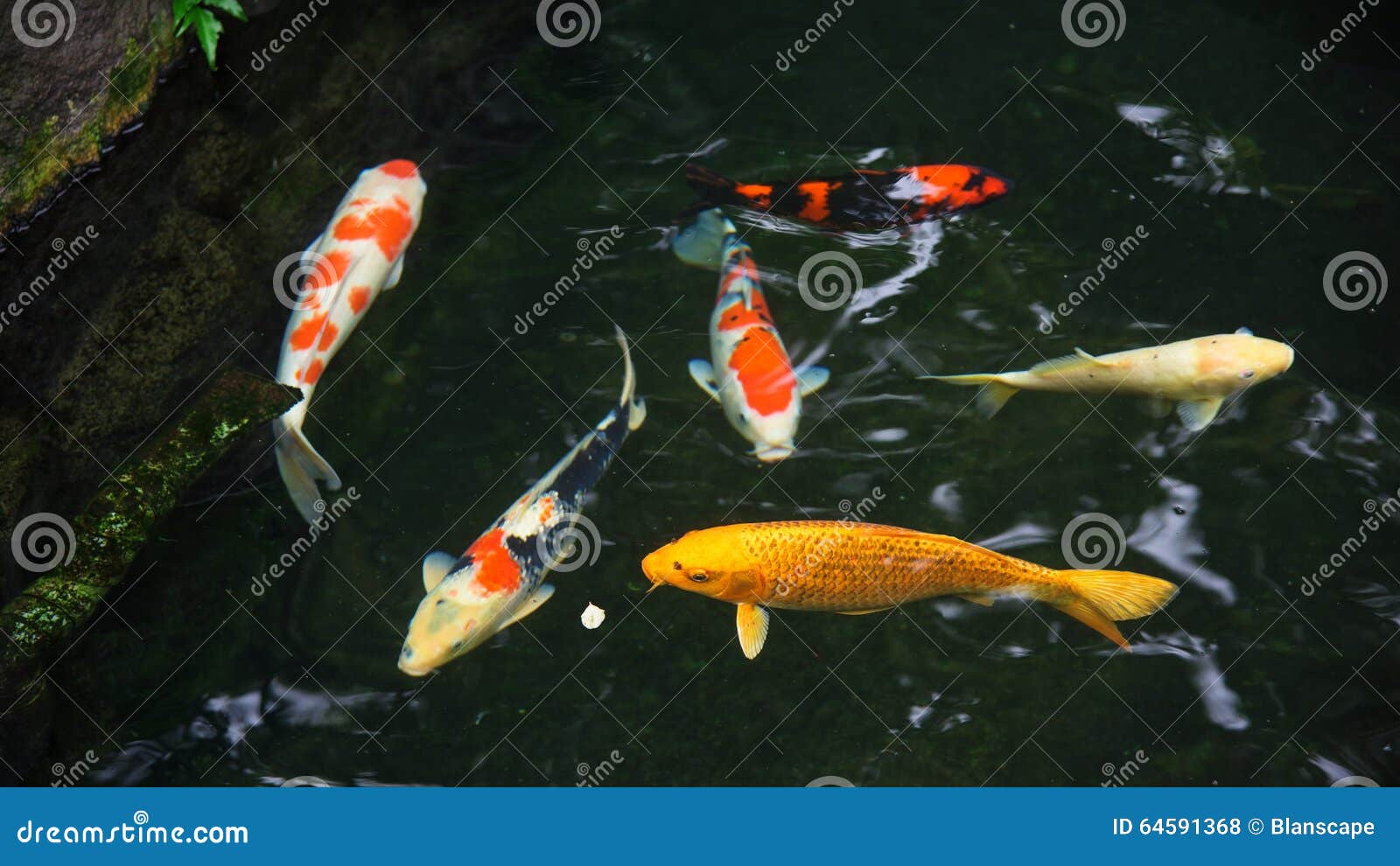 Fancy carp or koi fish stock photo. Image of cyprinus - 64591368