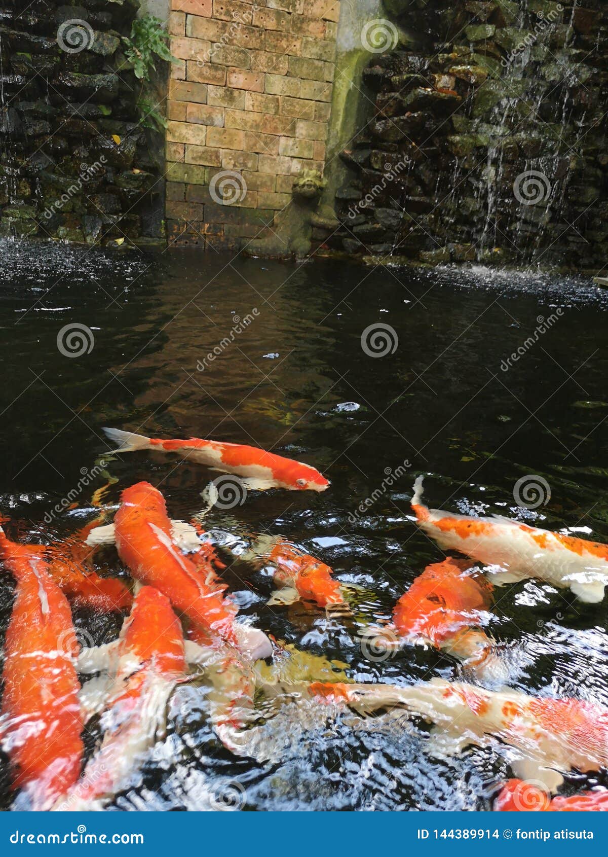 Fancy Carp Koi Fish Underwater Stock Photo - Image of fish, carp: 144389914