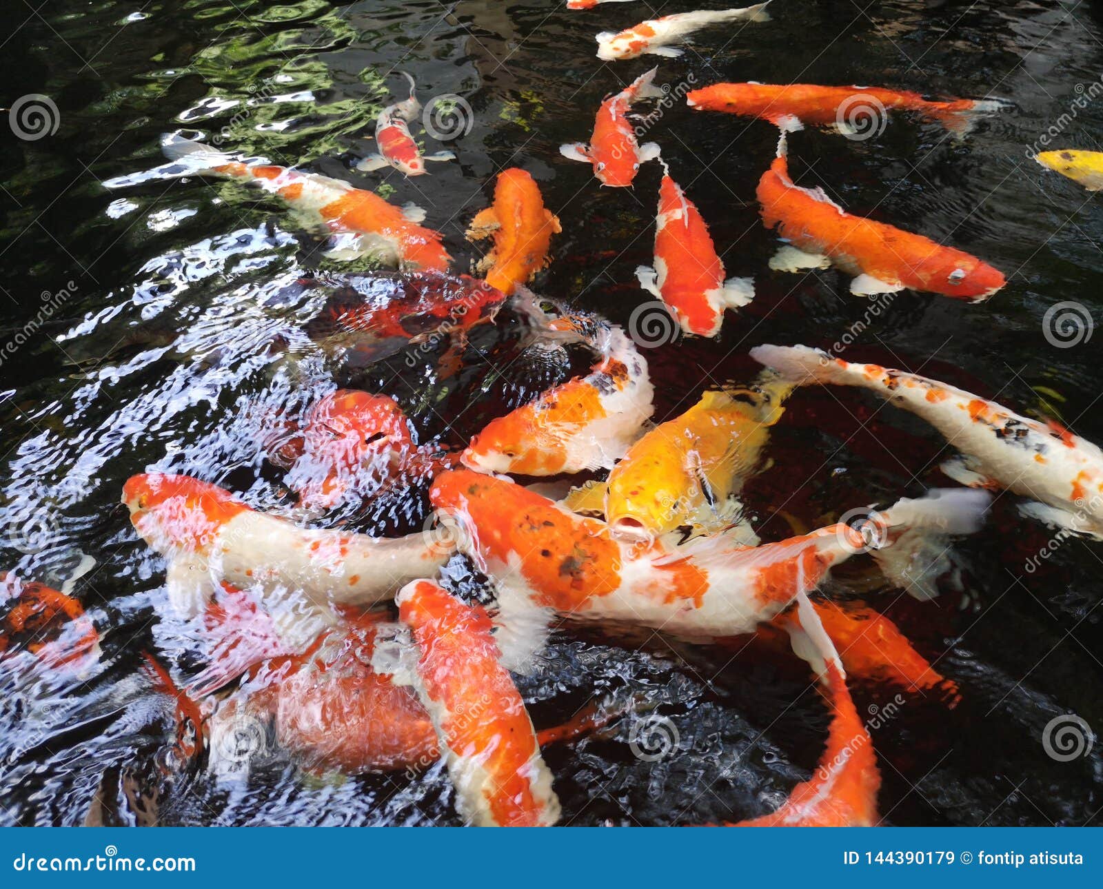 Fancy Carp Koi Fish Underwater Stock Image - Image of carp, fish: 144390179