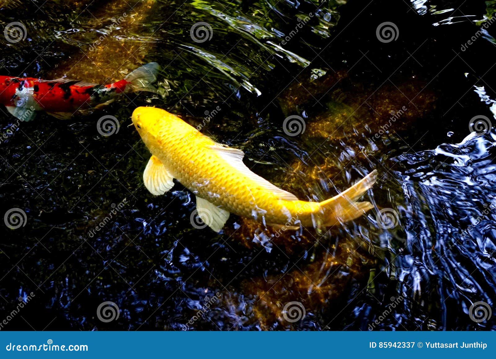 Fancy carp stock image. Image of pond, lifely, holiday - 85942337