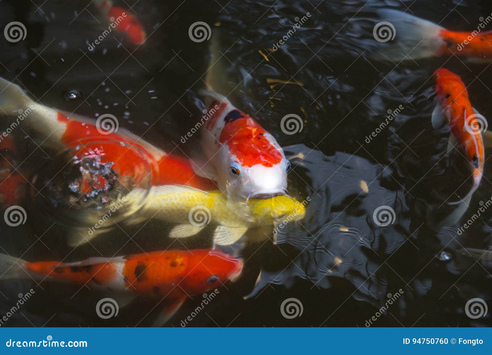 Fancy carp in pond. stock photo. Image of background - 94750760