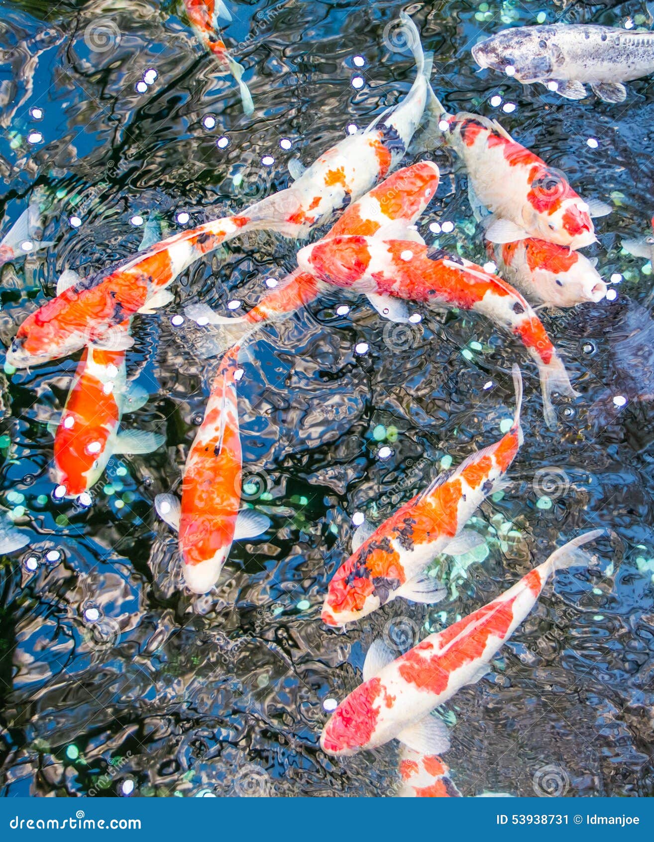 Fancy carp stock image. Image of fish, breeds, japanese - 53938731