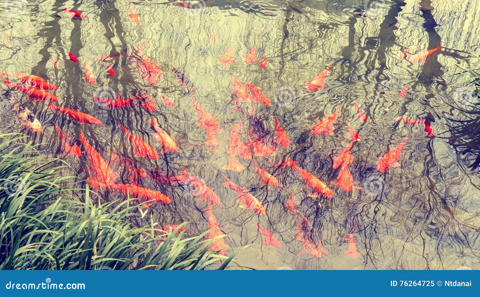 Fancy Carp Swimming with Reflex Tree Stock Image - Image of shiny ...