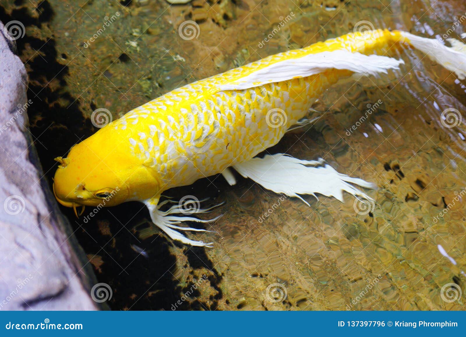Fancy carps or Koi fish stock photo. Image of garden - 137397796