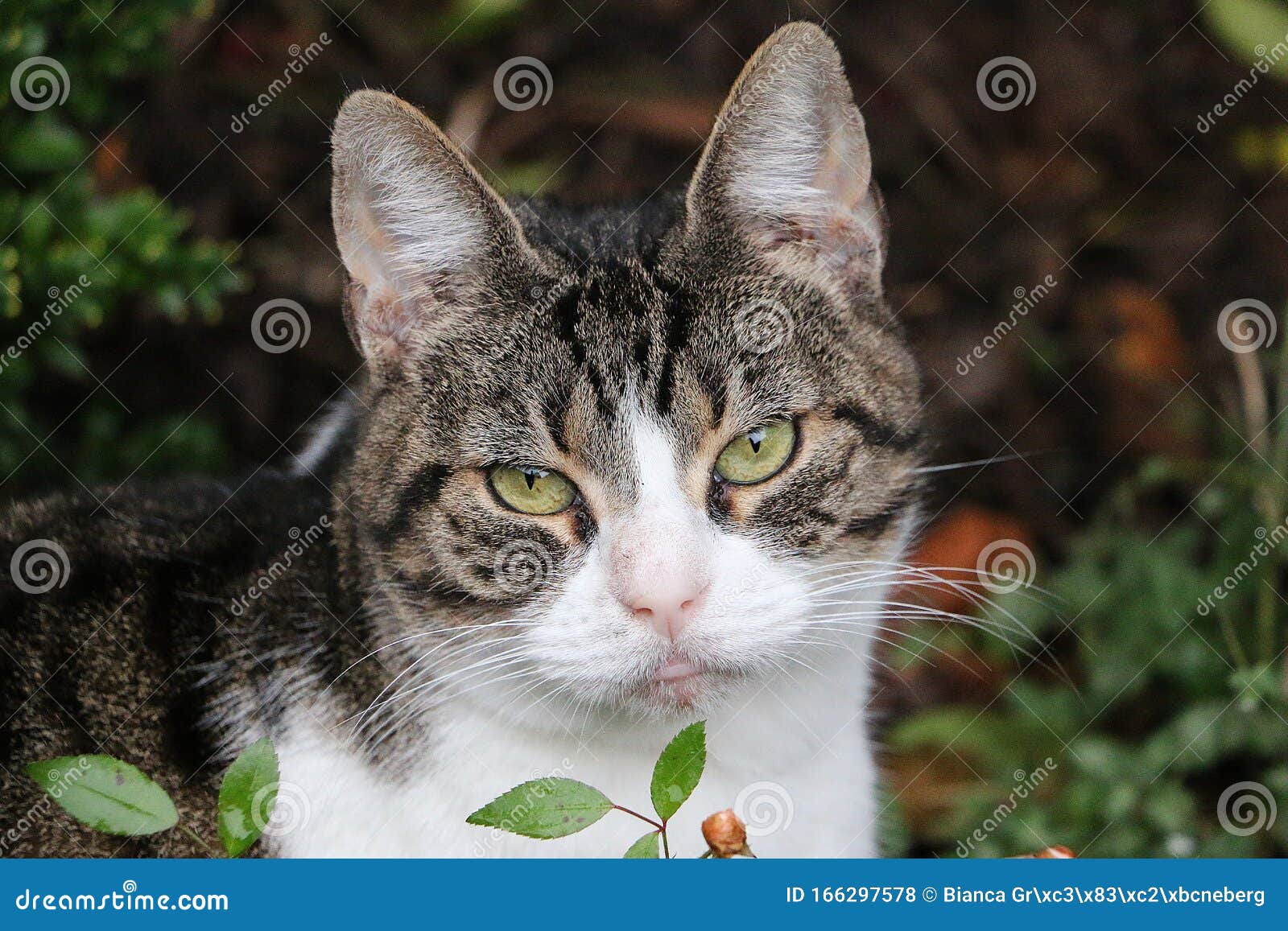 Fancy Cats Head Portrait in Flowerbed Stock Photo - Image of feline ...