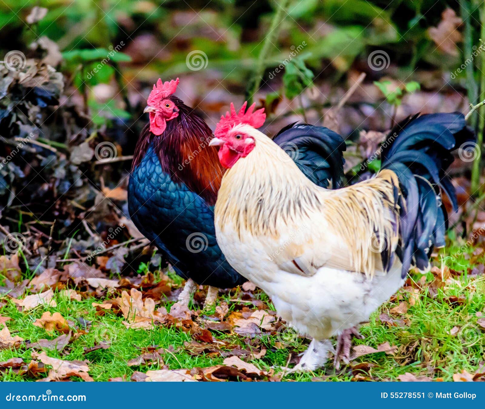 Fancy Chicken stock image. Image of farm, comb, domestic - 55278551
