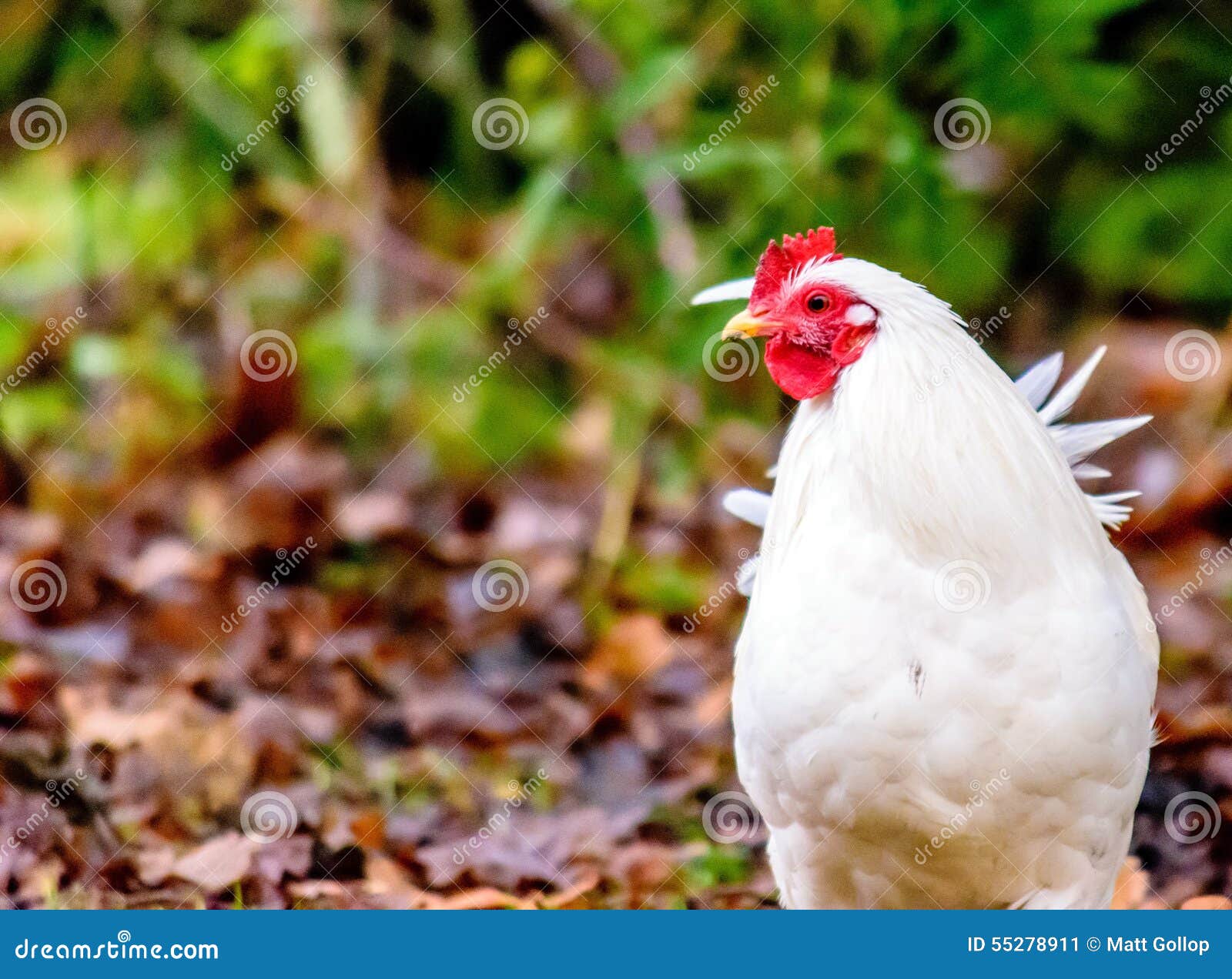 Fancy Chicken stock image. Image of england, poultry - 55278911