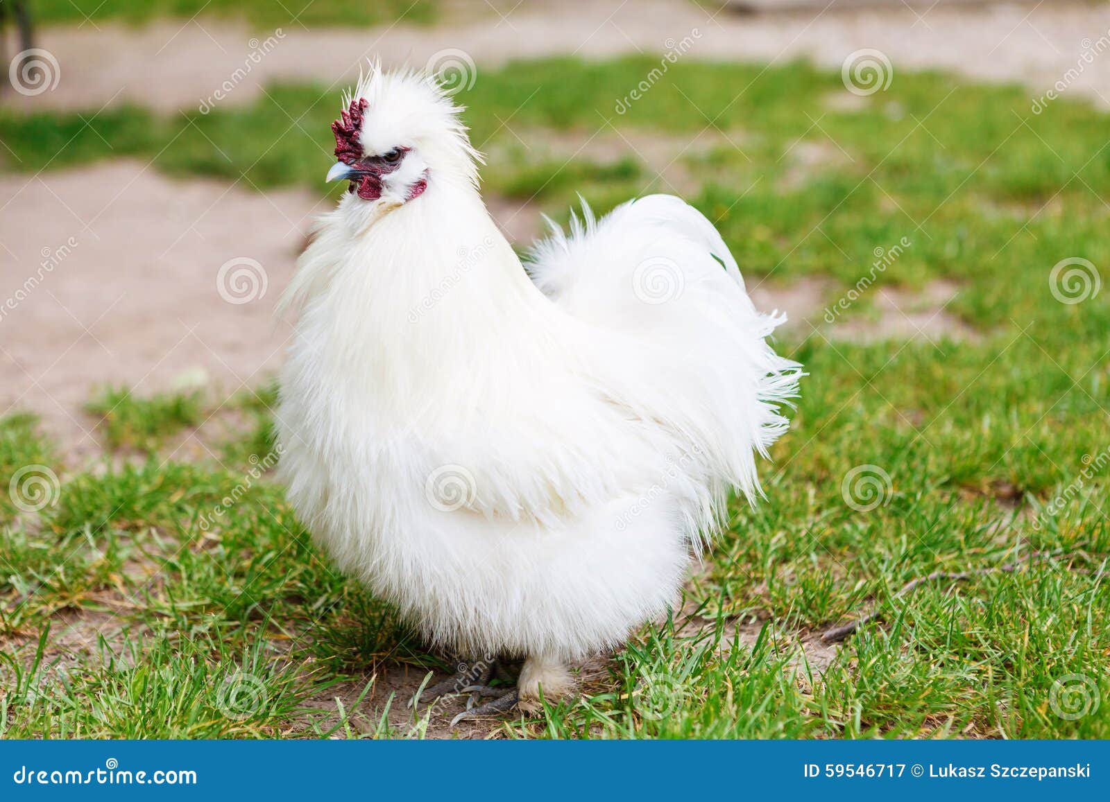 Fancy Chicken Silkie stock image. Image of dirty, farm - 59546717