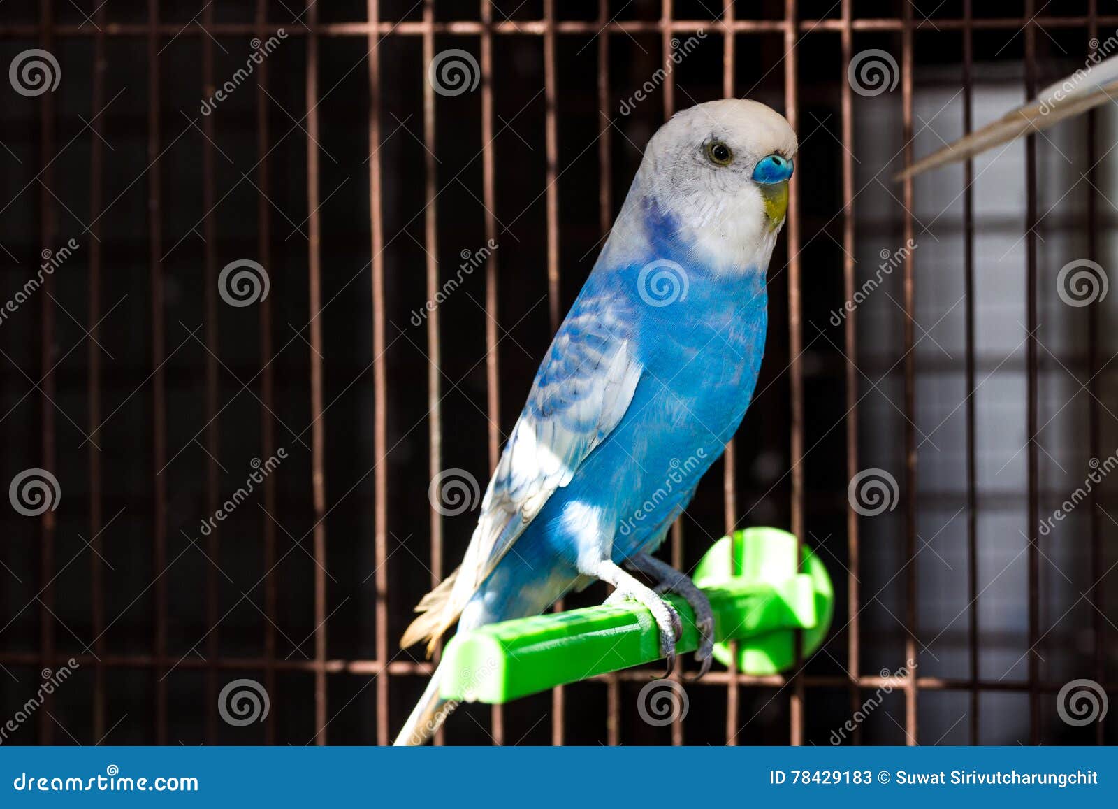Fancy Color Budgie, Budgerigar Bird Stock Image - Image of cage, blue ...